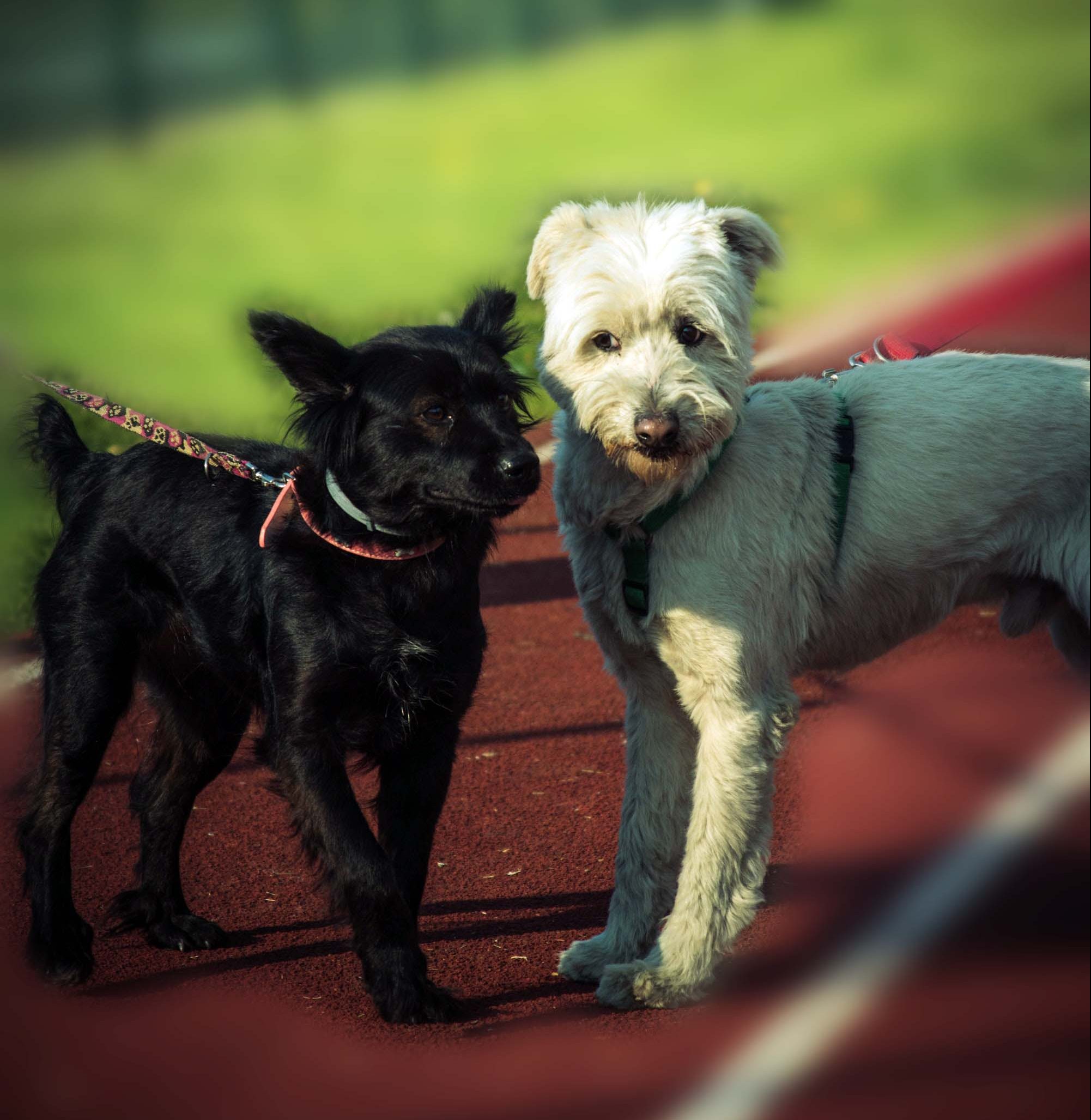 Entspannt durch den Alltag 1 / Beginners - Tidenhunde Hundeschule ...